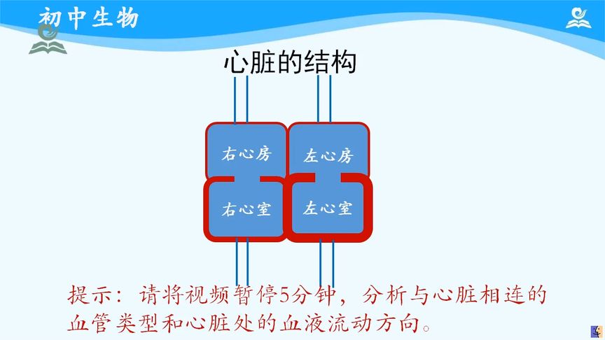 海韵教育丨初中生物 人教版 7下 016.输送血液泵:心脏(一)