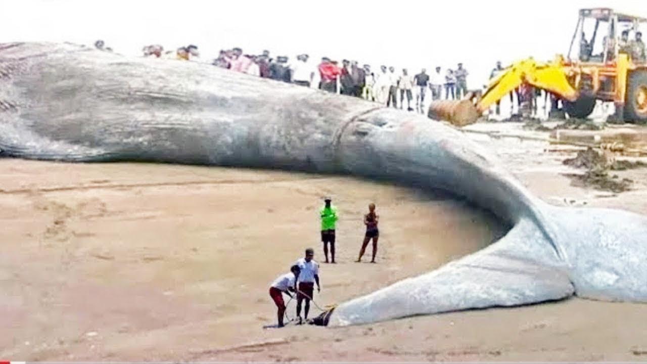 捕获到最大的5条鱼你知道吗