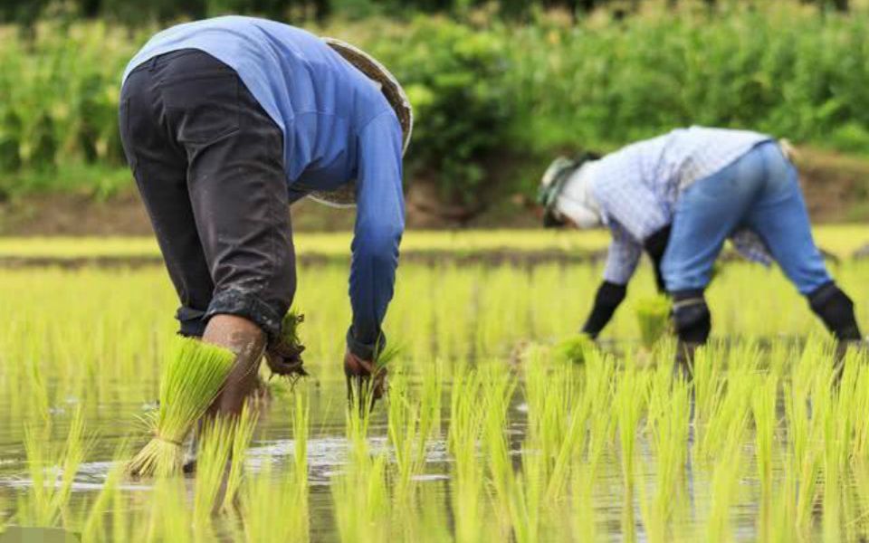 全球粮价上涨是否影响中国人?国家粮食和物资储备局:我们供给充裕【...
