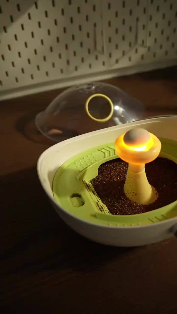 体验真实的孵化小乌龟培养孩子的耐心