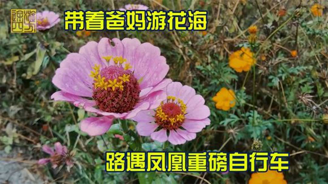 带着爸妈游花海,凤凰自行车太值得怀念