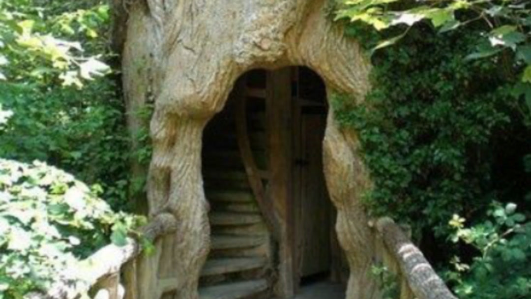 非洲生命之树,可以供水也能当房子住,再也不用担心房价上涨了