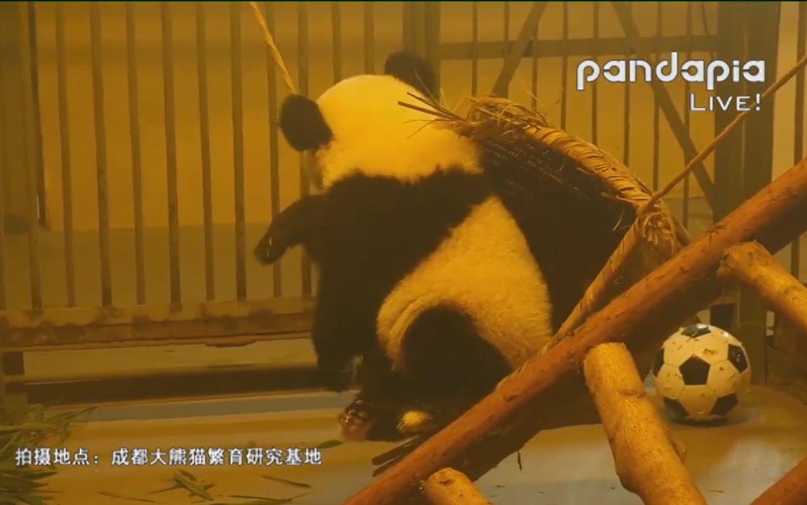 【大熊猫】自投箩筐的妮娜娜(20180714)