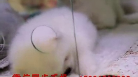 哈多里球形博美犬BM7