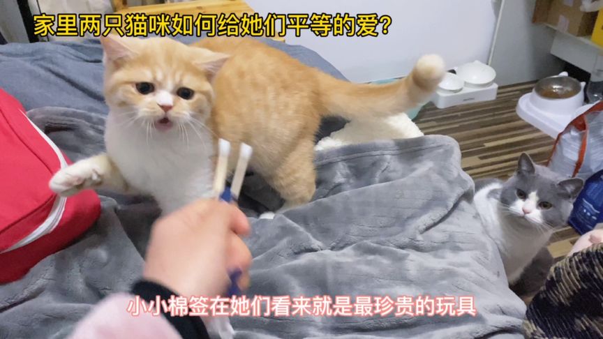 小小棉签 没想到在猫咪眼里那么珍贵ߘ