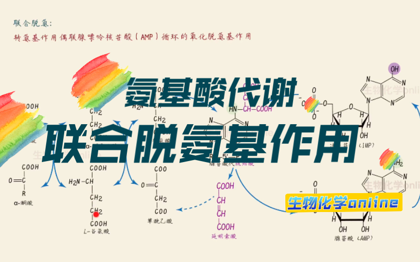 生物化学-30-氨基酸代谢中的联合脱氨基作用。