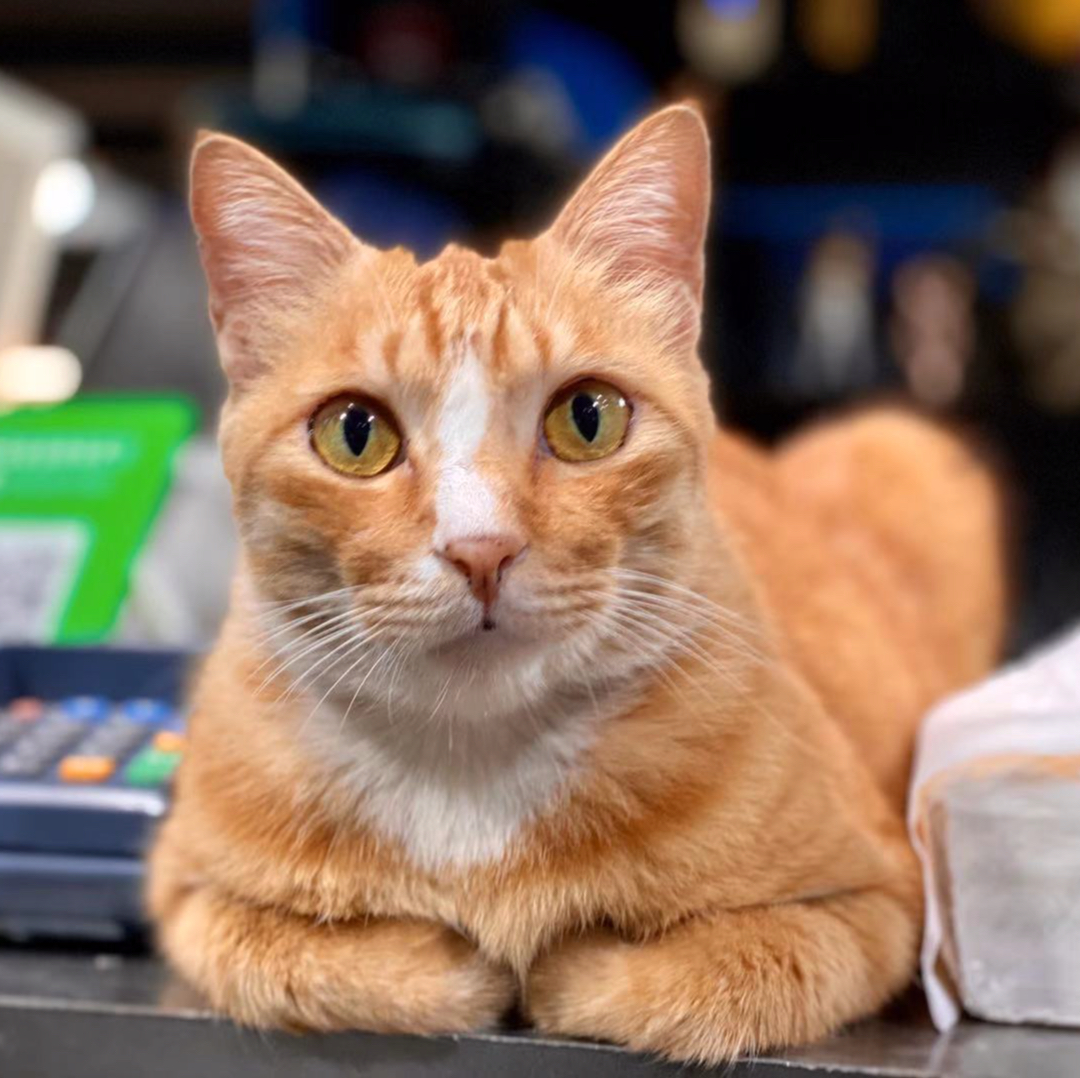 ProCycle金二店长 