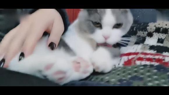 美拍视频撒娇猫咪