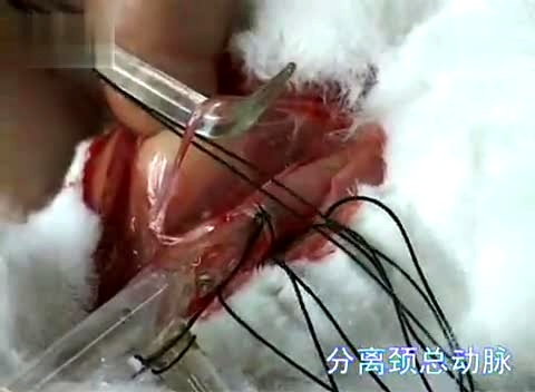 家兔颈总动脉插管术