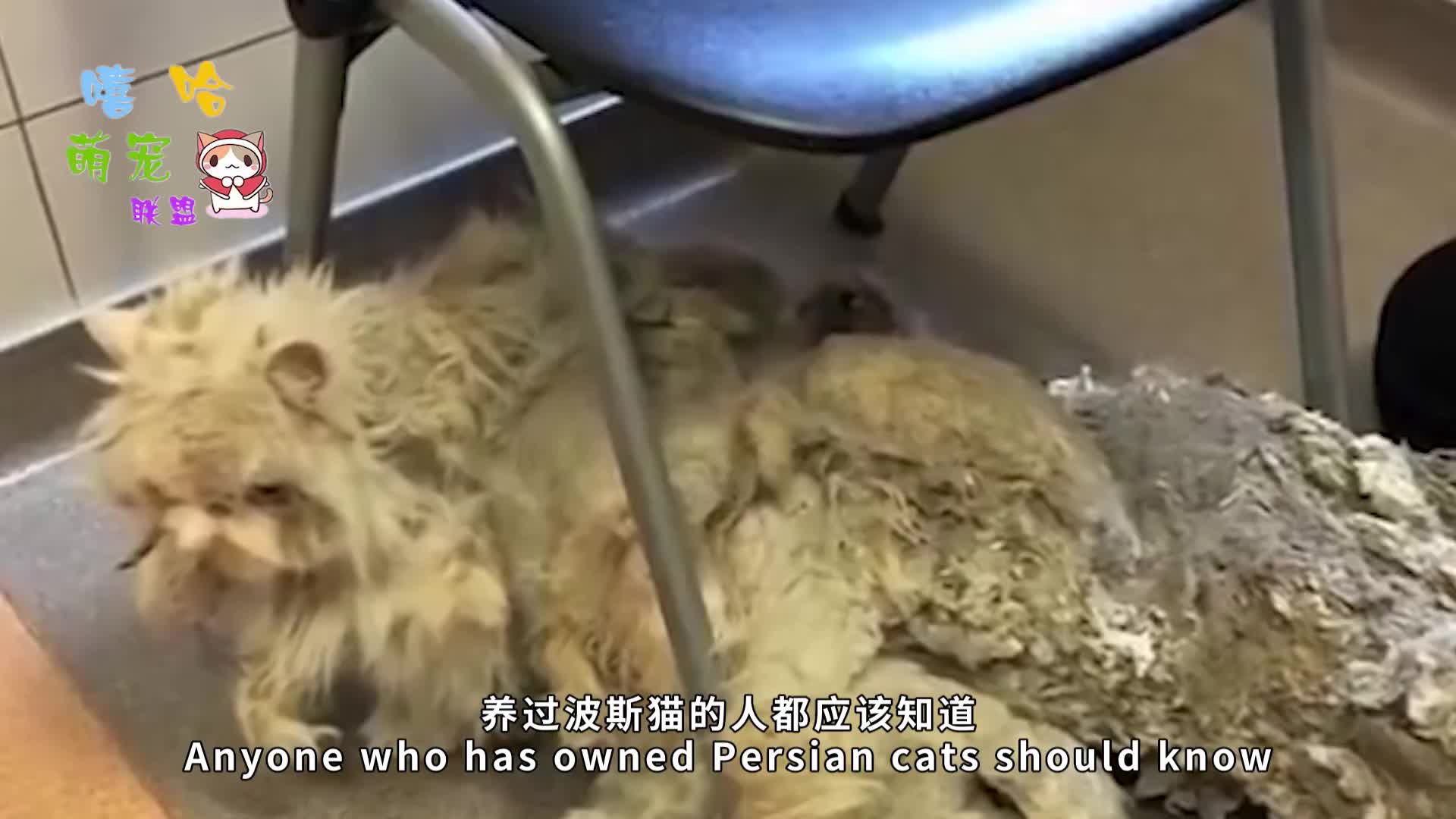一只长时间没人照顾的波斯猫,人们发现猫时,样子不忍直视!