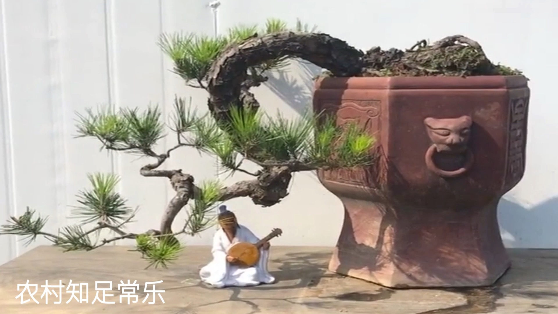 书香静盆景 