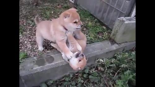 终于找到这个搞笑狗狗动图的原视频了,哈哈