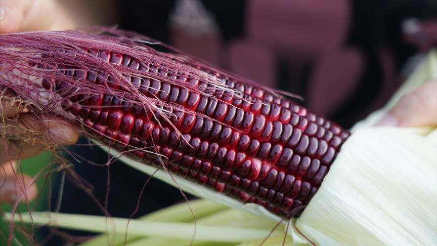 吃玉米千万不要扔掉“玉米须”,它的好处厉害的很,男人多了解!