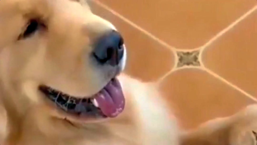 公认不爱咬人的6种狗狗,哈士奇上榜,第一是出了名的“暖男