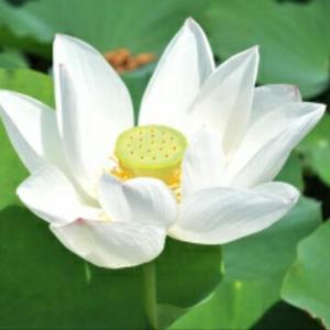 用清净心看花开花落 