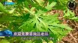 关节炎,腰腿疼的朋友注意了,艾草巧妙用法,多年腰突出也管用