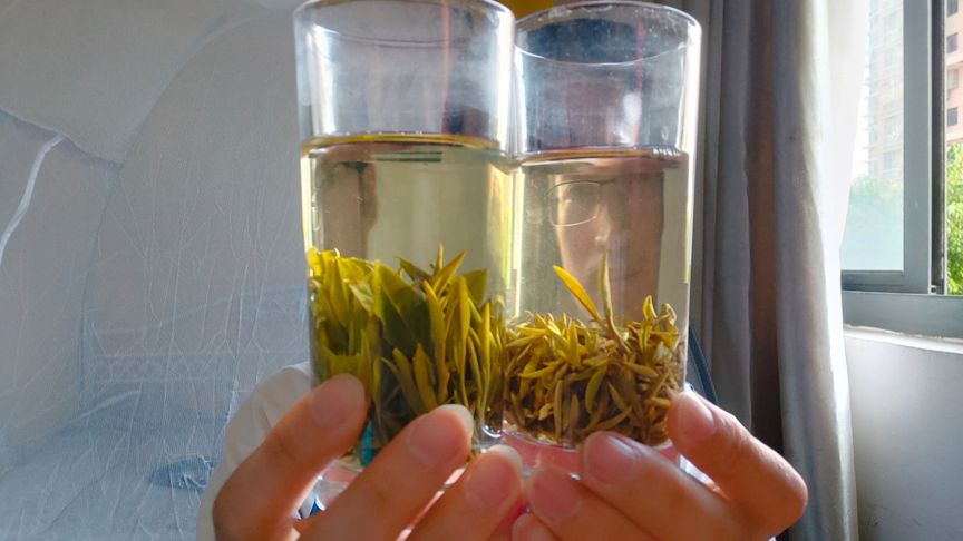 通过对照实验,小陈和大家分享怎么区分霍山黄芽的陈茶和新茶,
