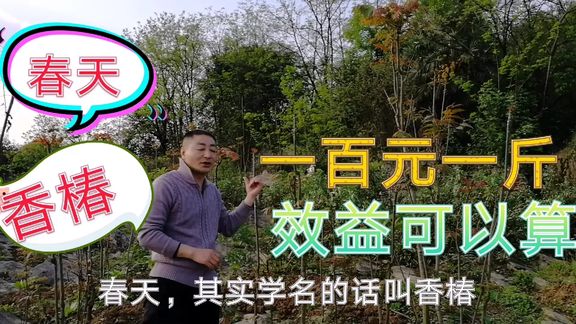 香椿可达一百元一斤,效益可以计算,又一个农村种植好项目!