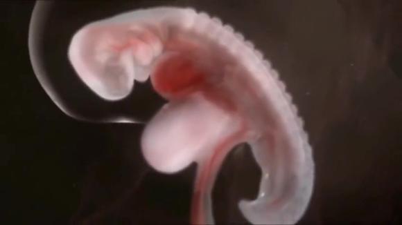 3D还原新生儿形成的整个过程,生命就是这么神奇