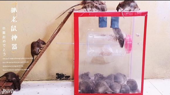 0成本制作的捕鼠笼,一次把家里的老鼠抓干净。