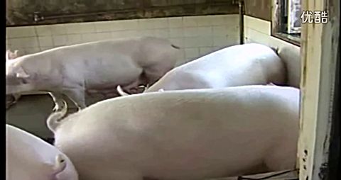 母猪的分娩时间推算表——农村科学养猪技术资料