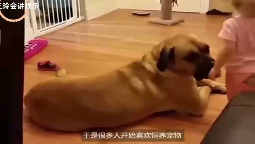 世界上最凶猛的狗,一旦打架就会不死不休,现在已明令禁止饲养