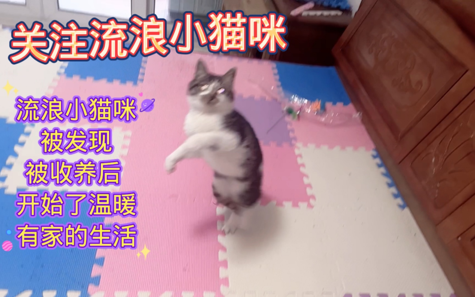 愿社会多关注流浪小动物
