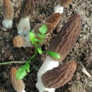 羊肚菌种植（大唐菌种） 