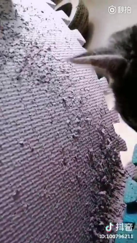 ...家里买了猫抓板,猫为什么还是抓沙发?我给大家推荐一个神器吧,敲...