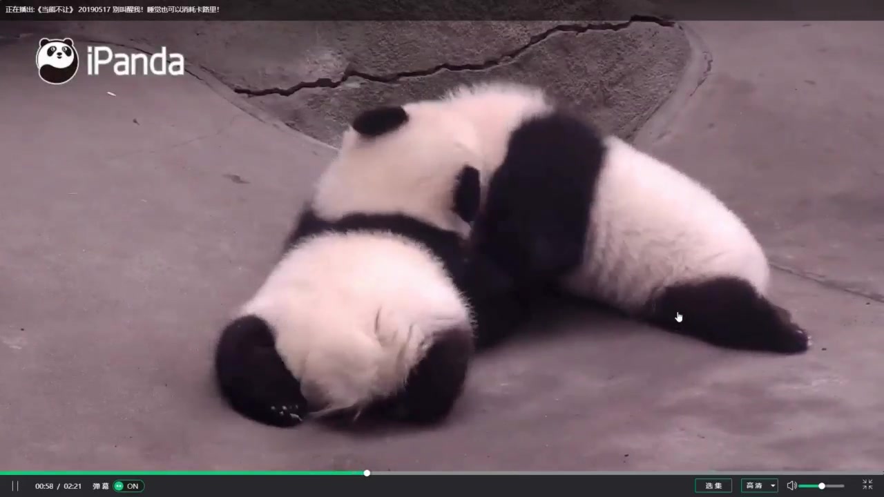 【熊猫互殴】今日就让你看到本大爷凶残的一面!