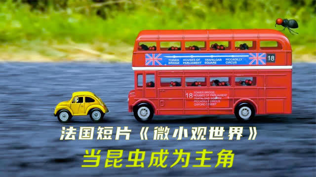 昆虫开玩具车,蜘蛛成了司机,法国短片《微小观世界》