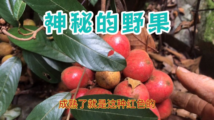 神秘野果99%的人不认识,藤子是个好药材作用可大了