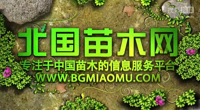 北国苗木网品牌宣传视频