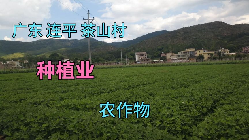 实录广东连平茶山村种植业,种水稻面积少了,看看主要种植什么