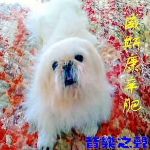 音乐之声-wangxiaofe 