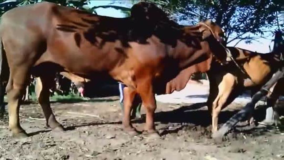 老妇养了一头体格健硕的黄牛,为村里的养牛户配种