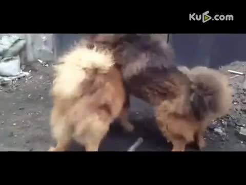 藏獒打架视频H[高清]