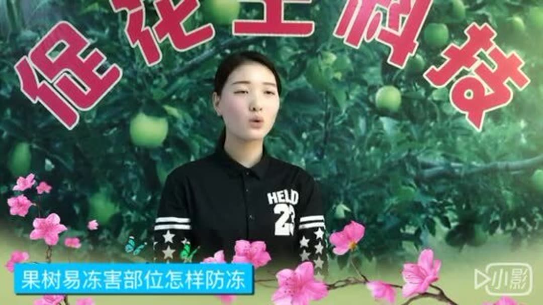 果树易冻害部位怎样防冻 促花王科技