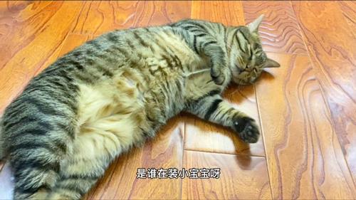 狸花猫好像知道本人是小宝宝,好会撒娇