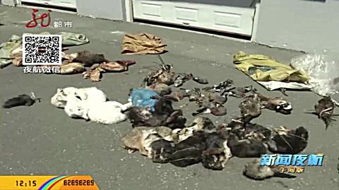 一批非法猎捕的野生动物被销毁,满地的动物尸体让人惋惜和痛心