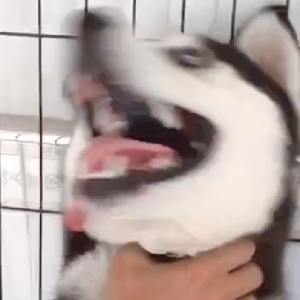 HuskyQoQ 