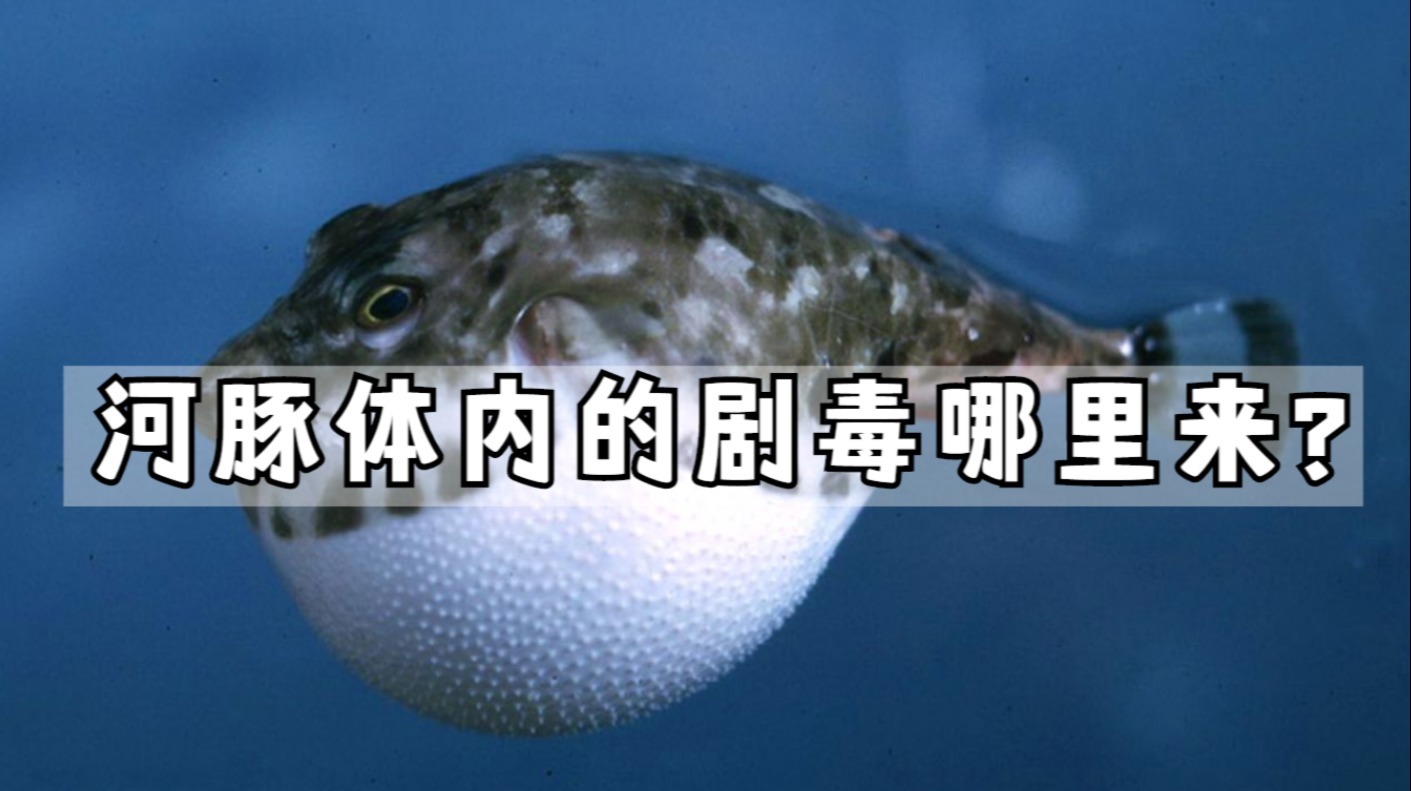 河豚体内的剧毒哪里来?中了河豚毒怎么办?