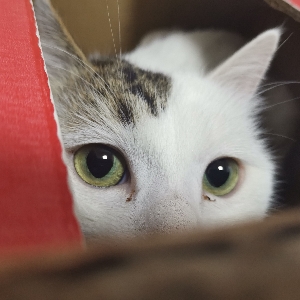 神奇的猫大侠 