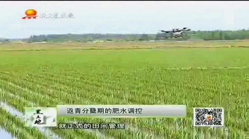 水稻返青分蘖期肥水如何调控?这样施肥才科学