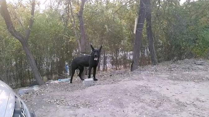 黑狼犬、马犬和德牧同现狗市,几条猛犬好凶,在狗市上狂吠示威