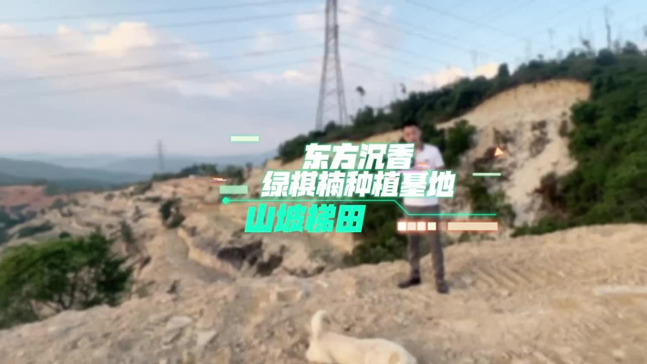 乡村种植棋楠沉香