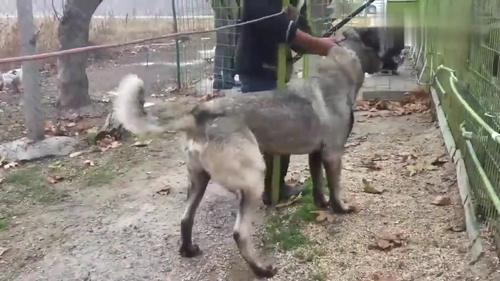 当两只壮年期的坎高犬相遇,隔着铁笼互不顺眼!对吼起来