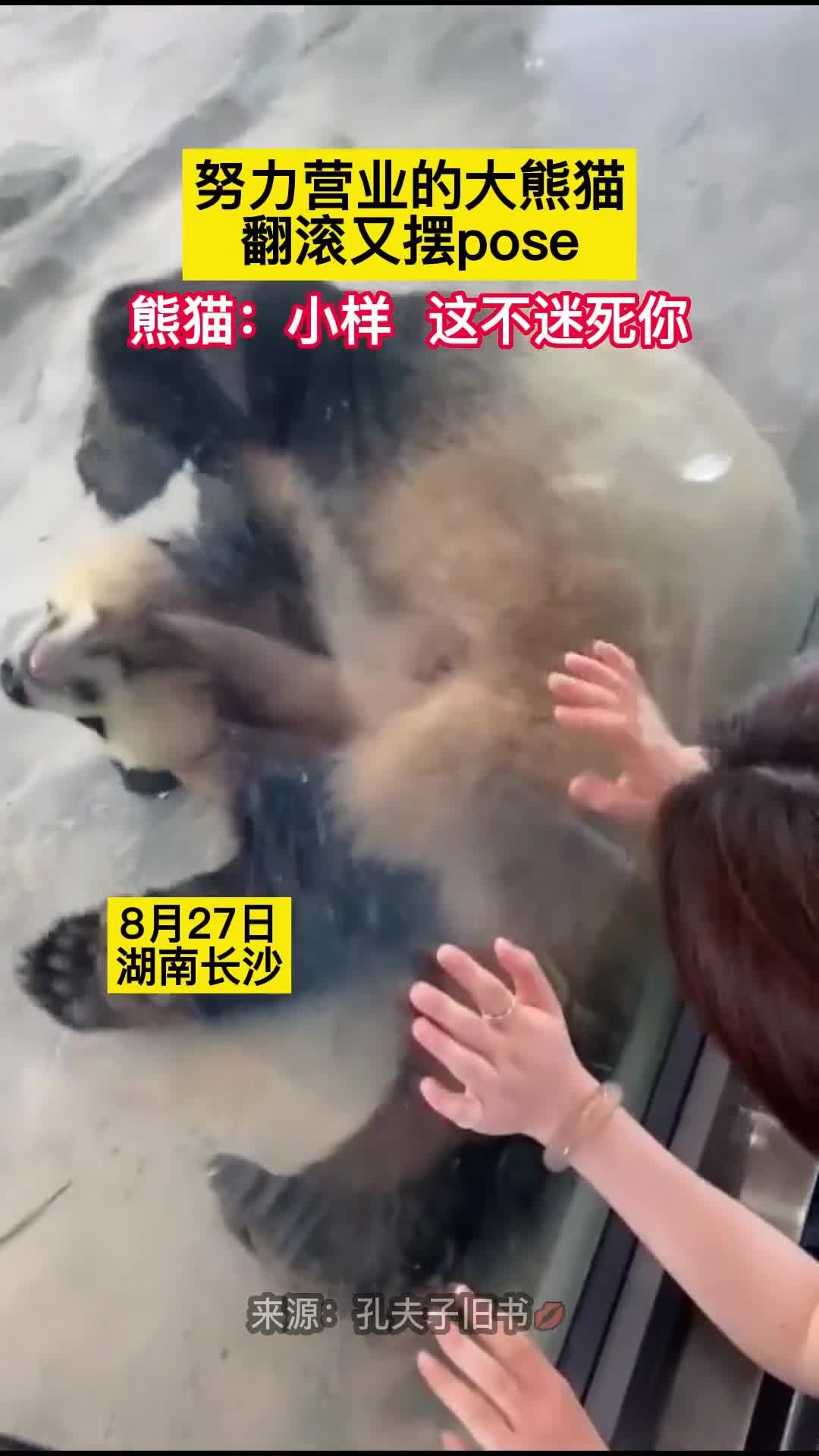 努力营业的大熊猫,翻滚又摆pose,熊猫:小样,这不迷死你。