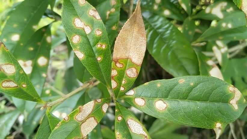 甲基托布津的作用和用途