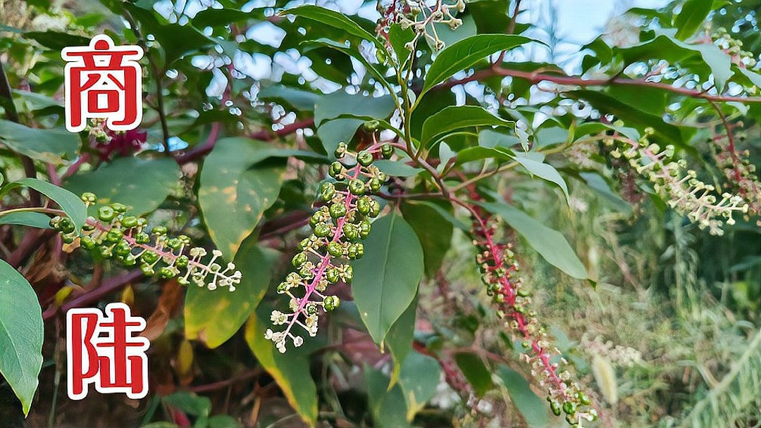 常见的“商陆”,是外来入侵植物,有毒,很多人却把它当野菜食用